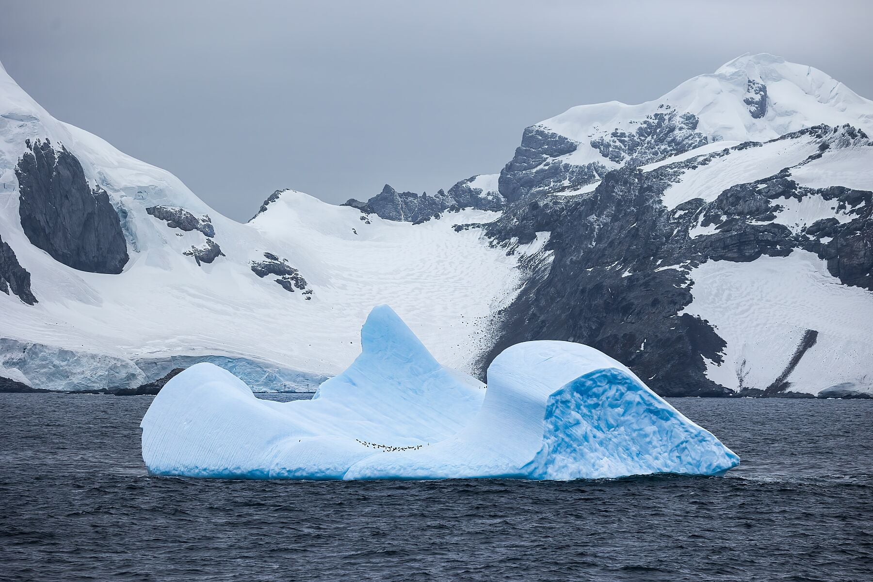 Ice Colony – Marine Conservation Photography