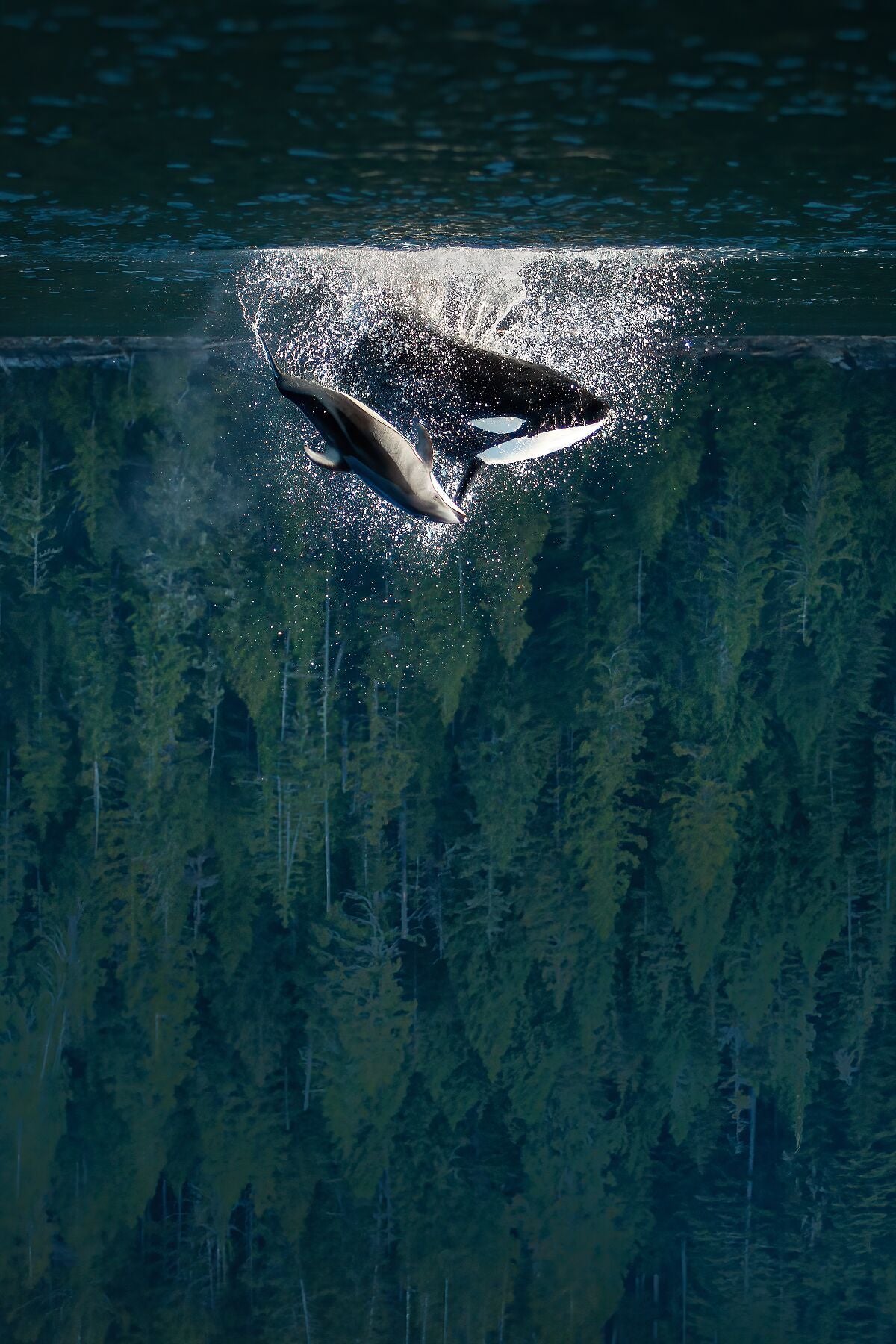 Forest Dolphins – Marine Conservation Photography