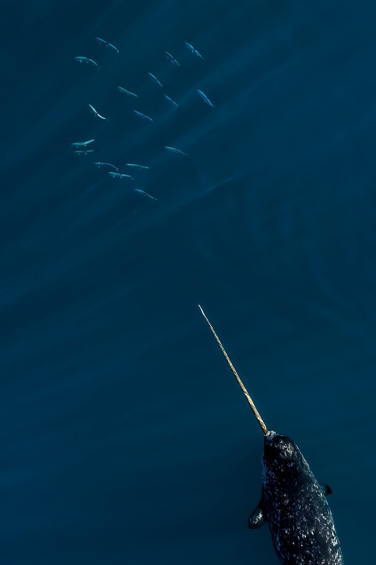 Predation – Marine Conservation Photography